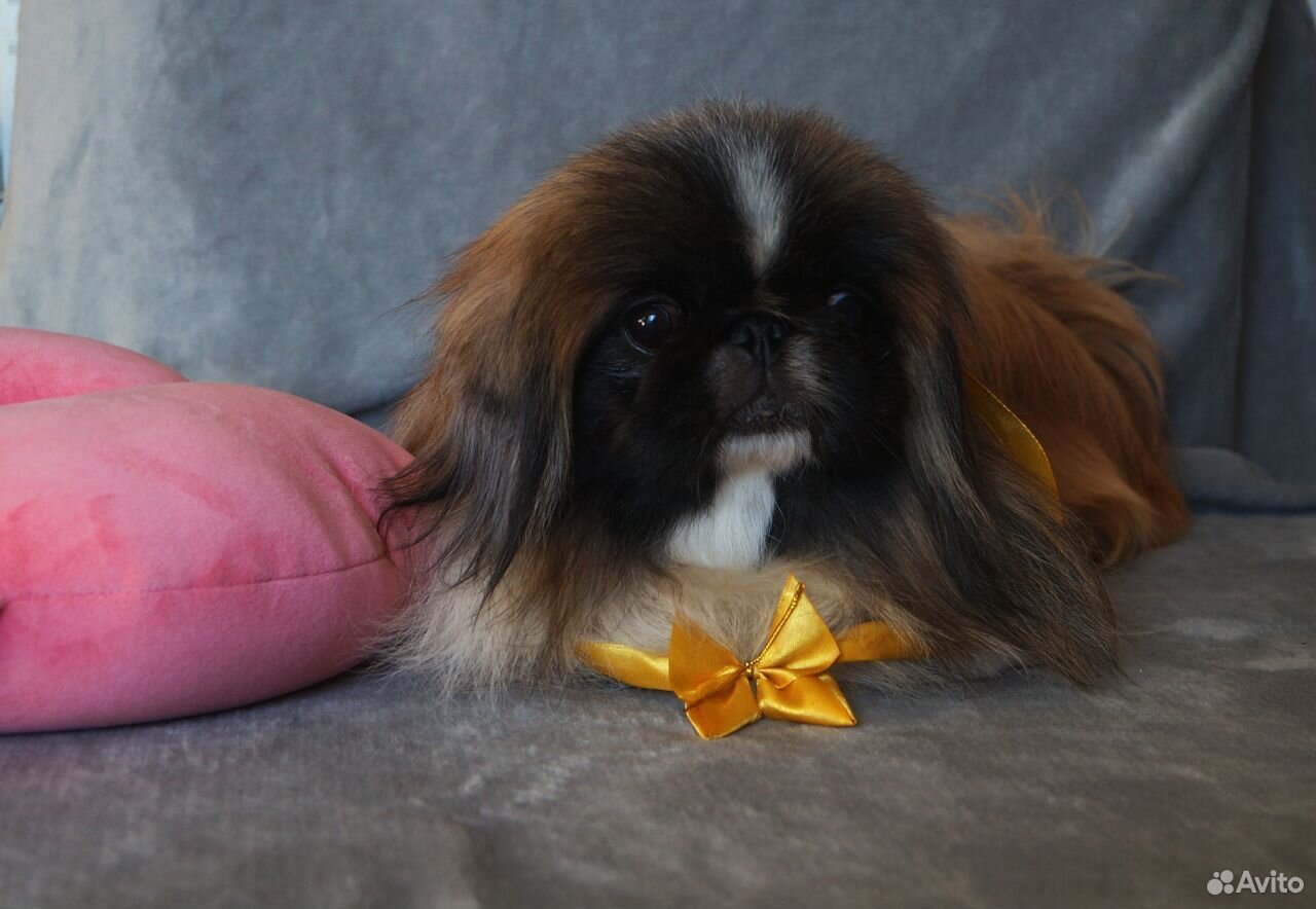 Маленький принц