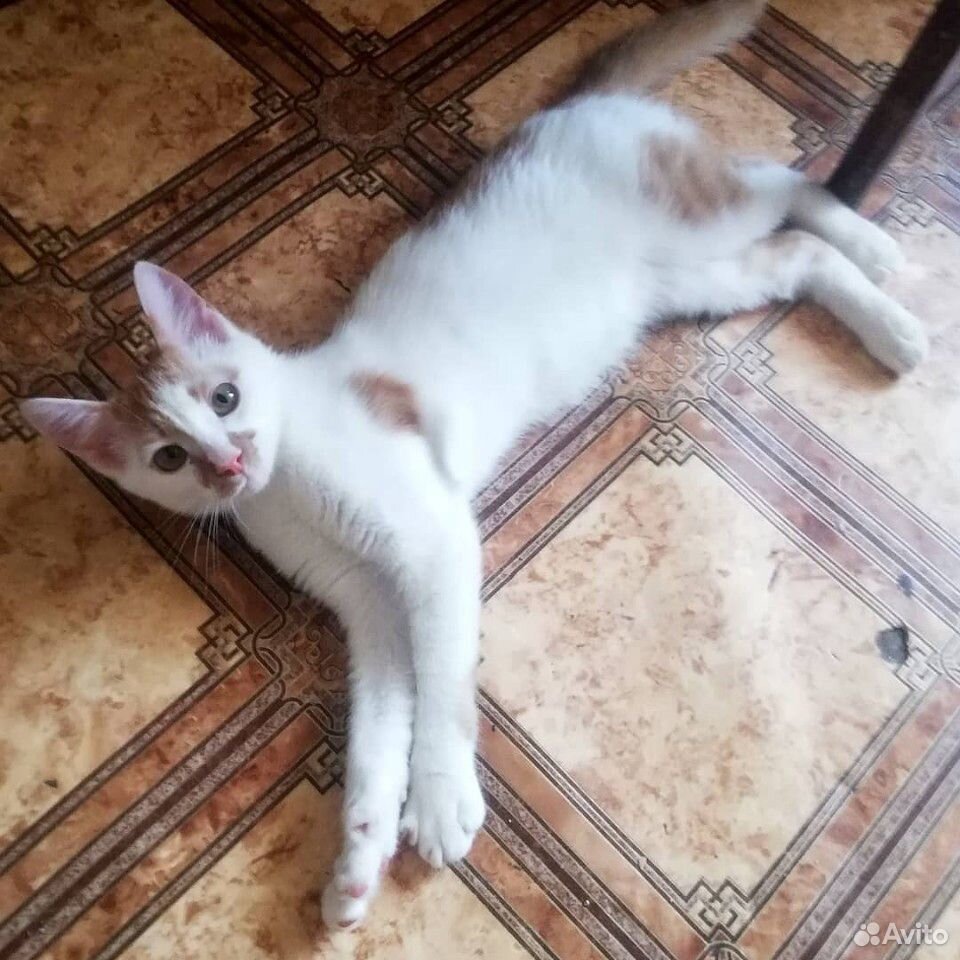 Кошка