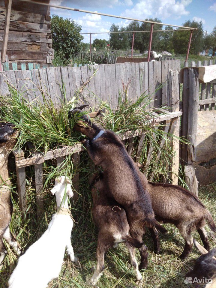 Козёл чех с альпийцем