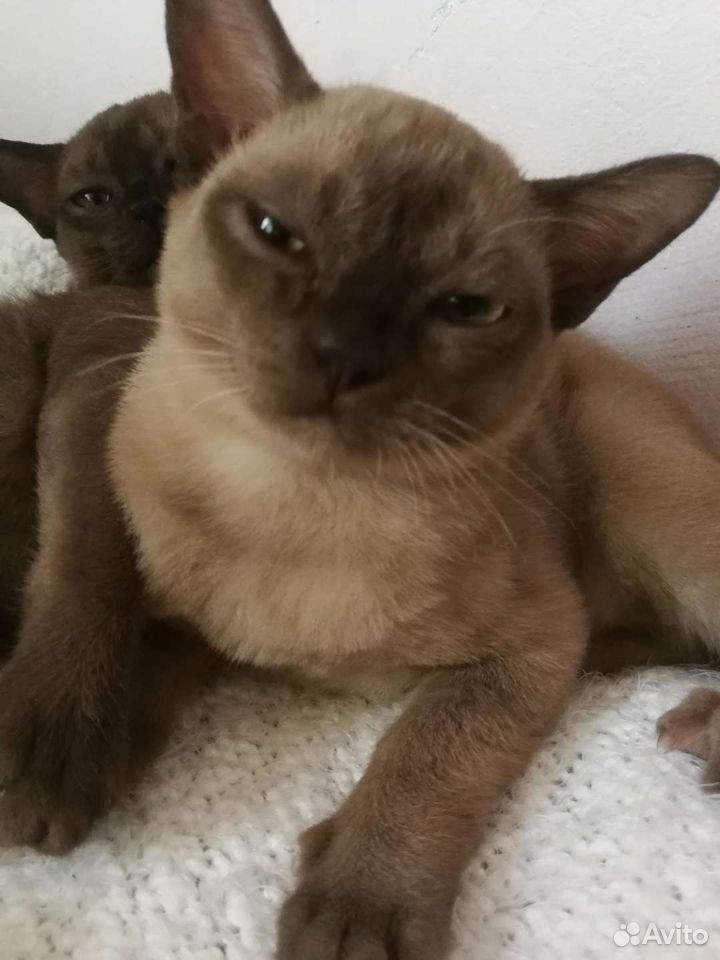 Бурма девочка шоколад