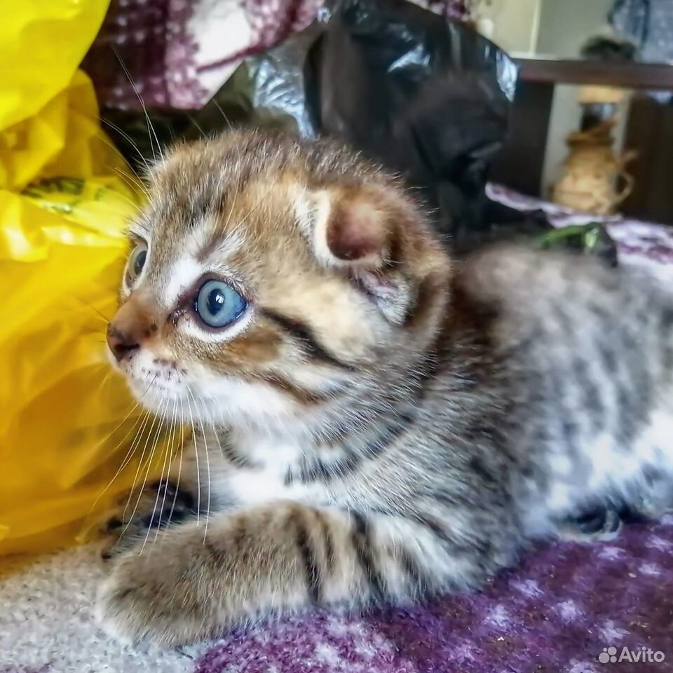Котенок
