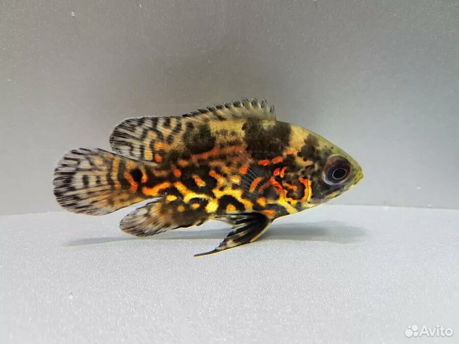 Астронотус 7 см