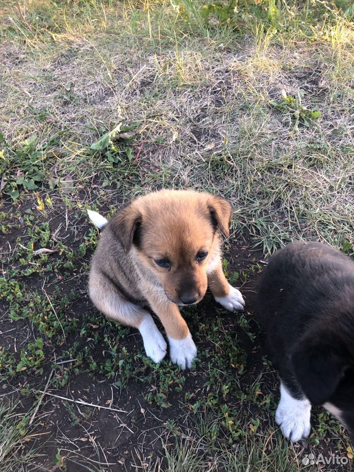 Рыженькая девочка ищет дом