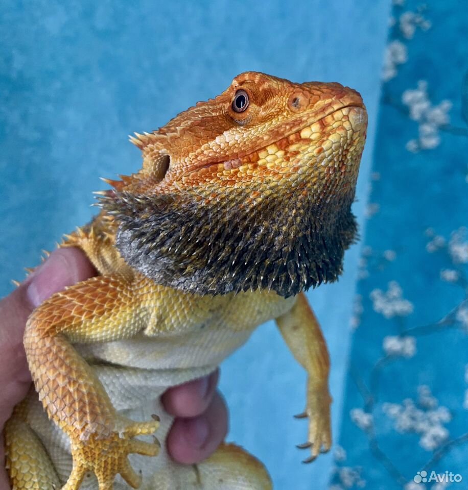 Агама бородатая