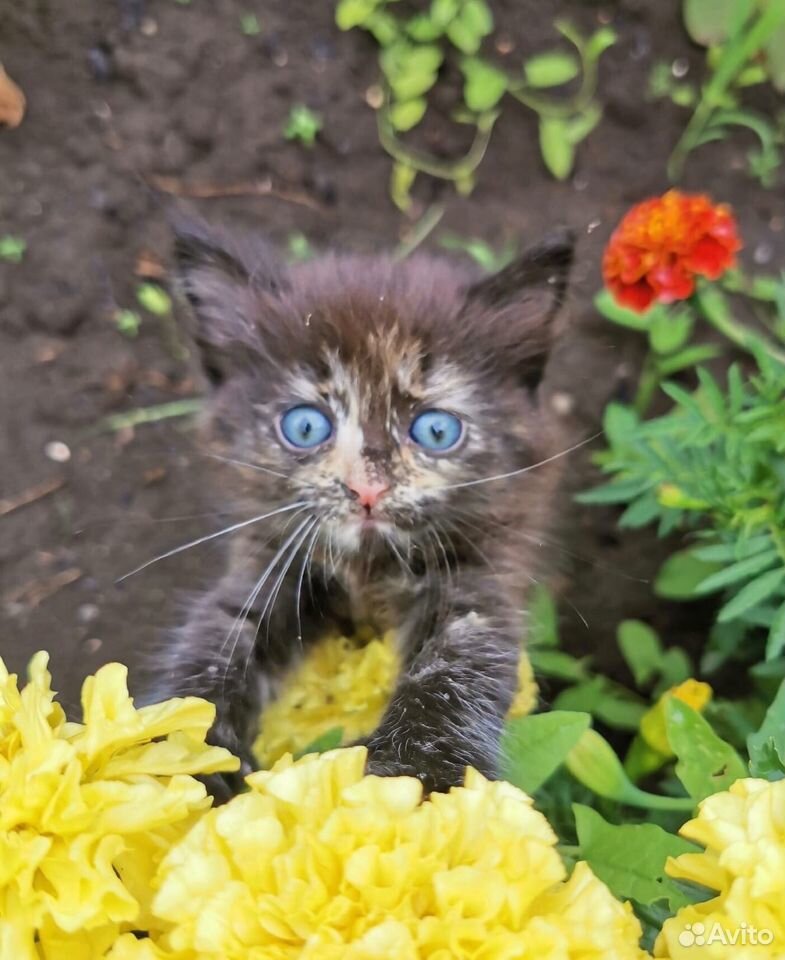 Три шикарные котятки-милашки ищут дом