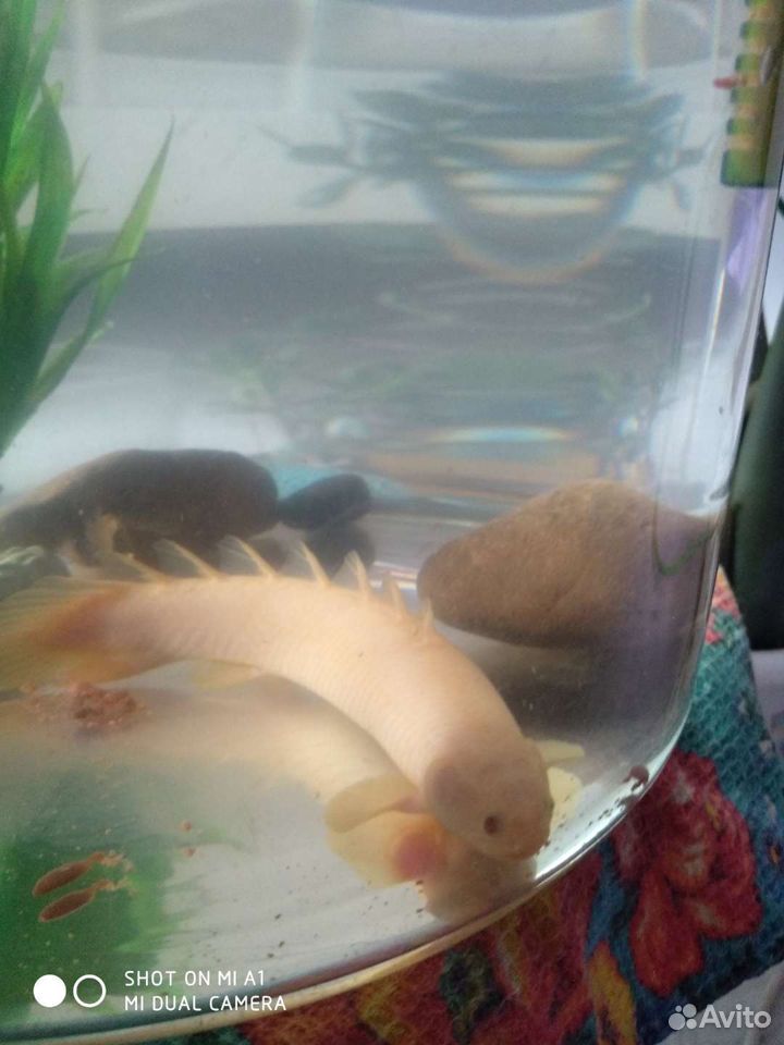 Рыба Полиптерус альбинос