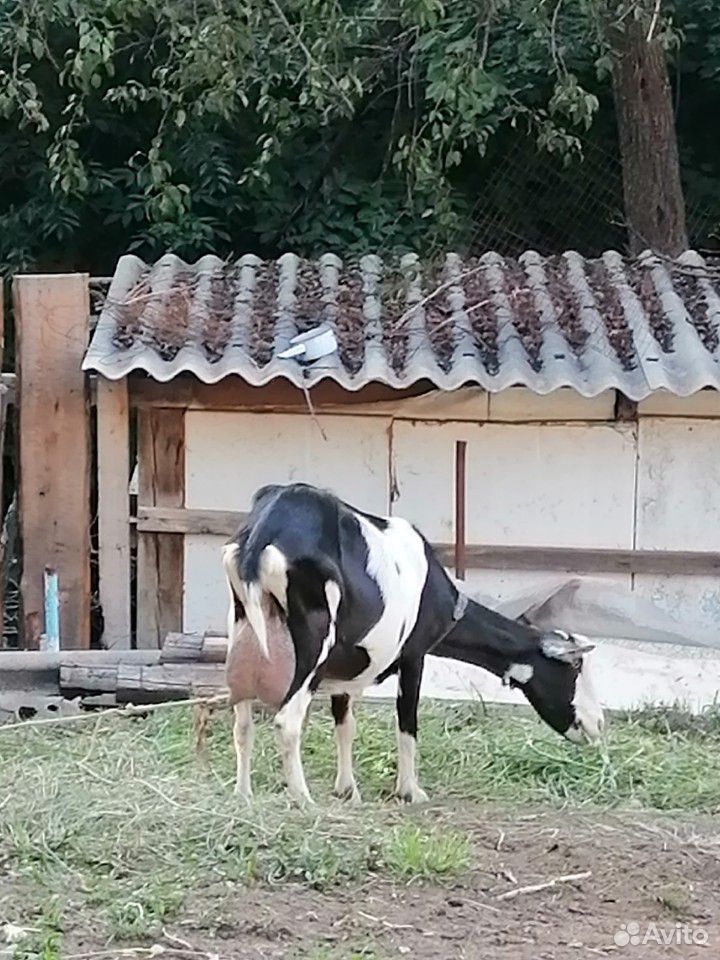 Козы