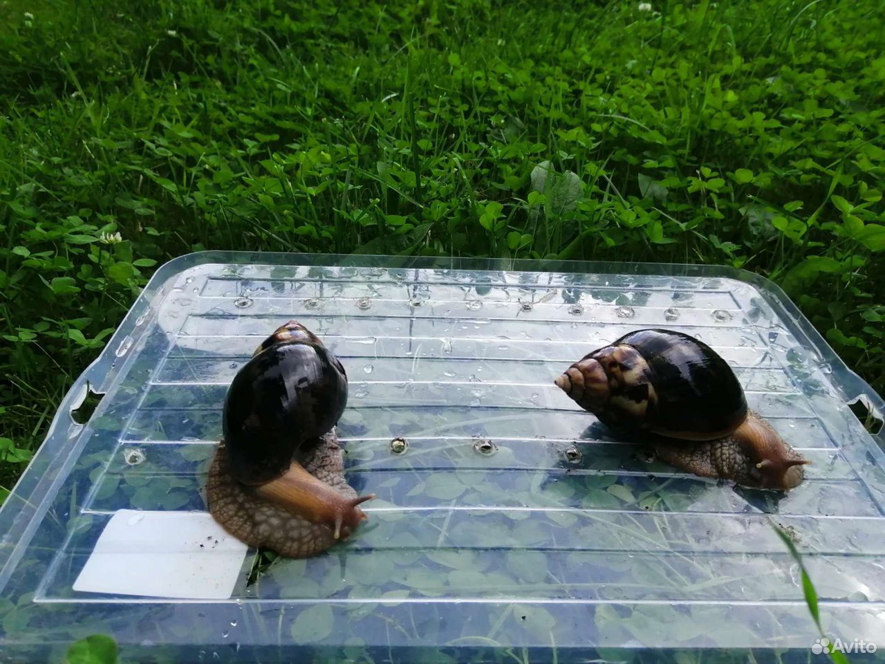 Улитка Ахатина Фулика