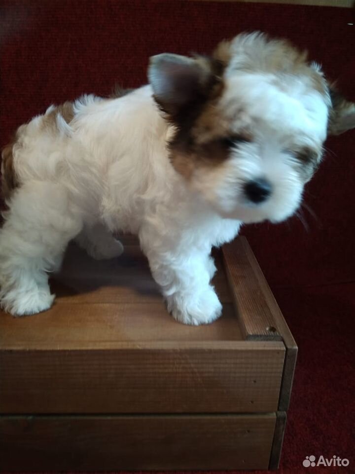 Принцесса золотой йорк