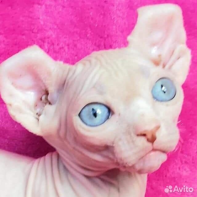 Белая девочка эльф голубоглазая