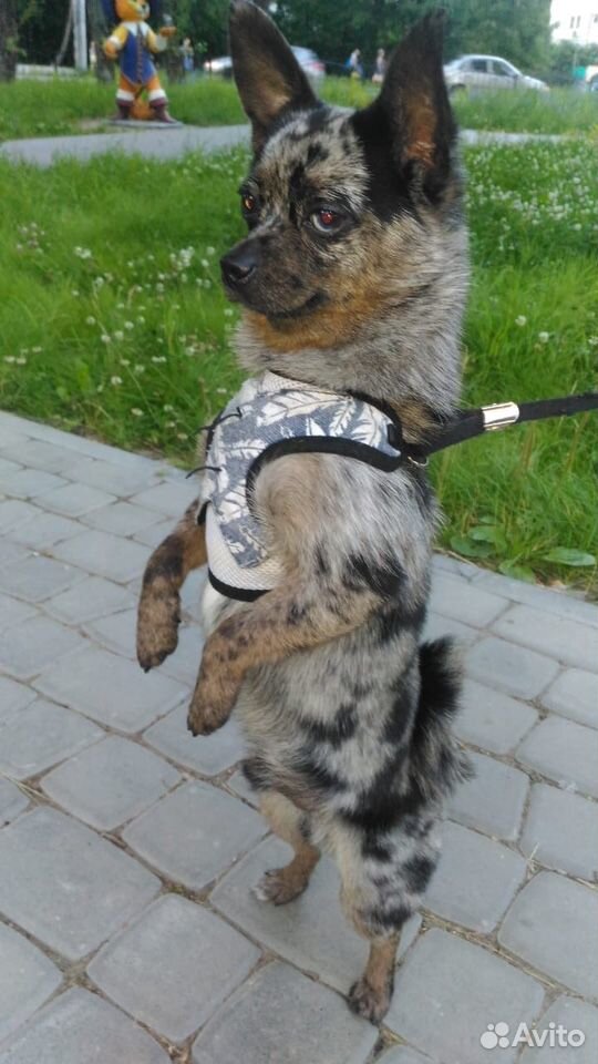 Вязка