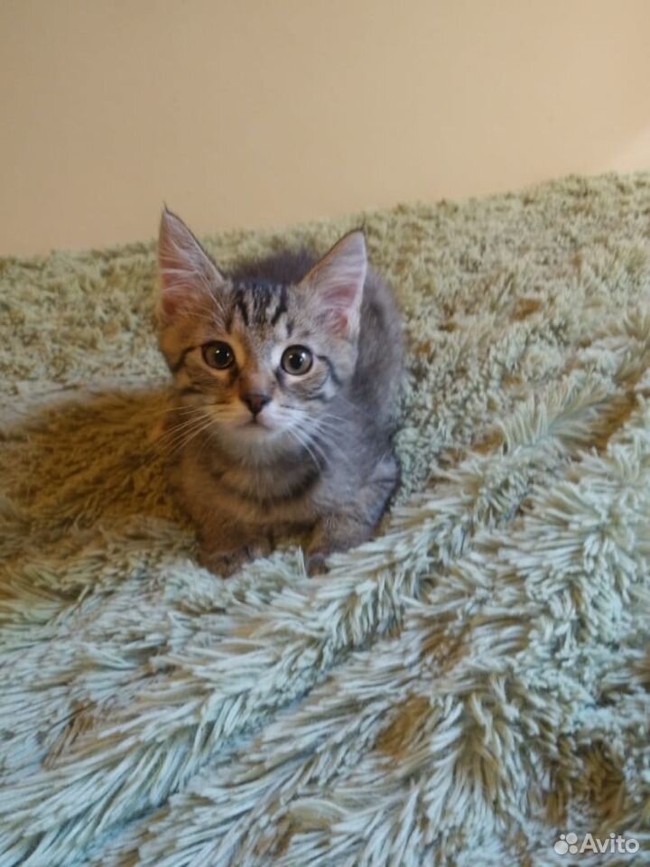 Котёнок Тема 3 мес