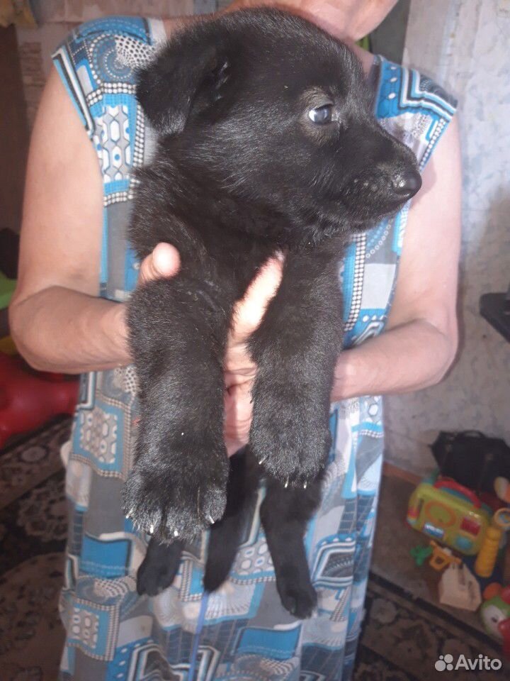 Немецкая овчарка