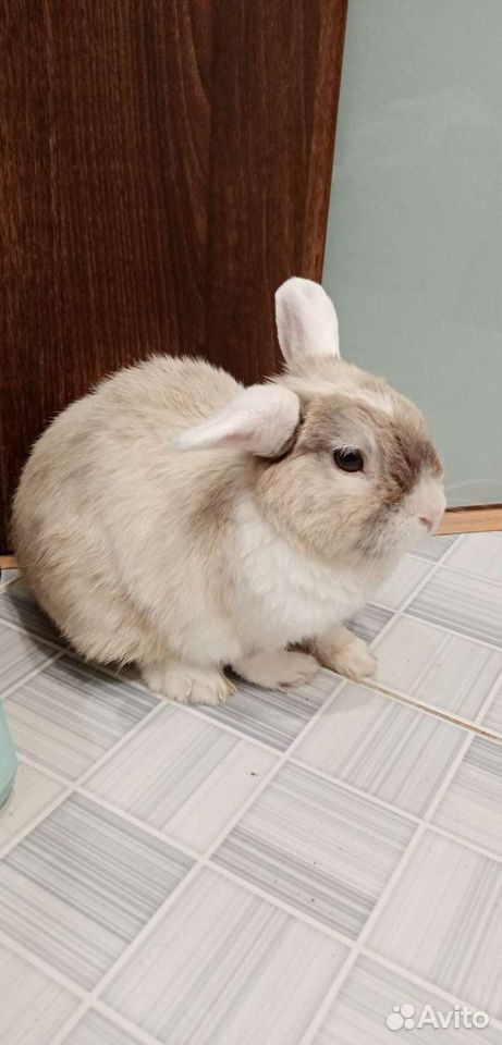 Декоративный кролик