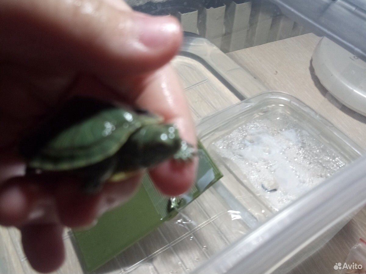 Красноухая черепаха