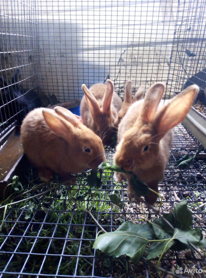 Нзк, Венский