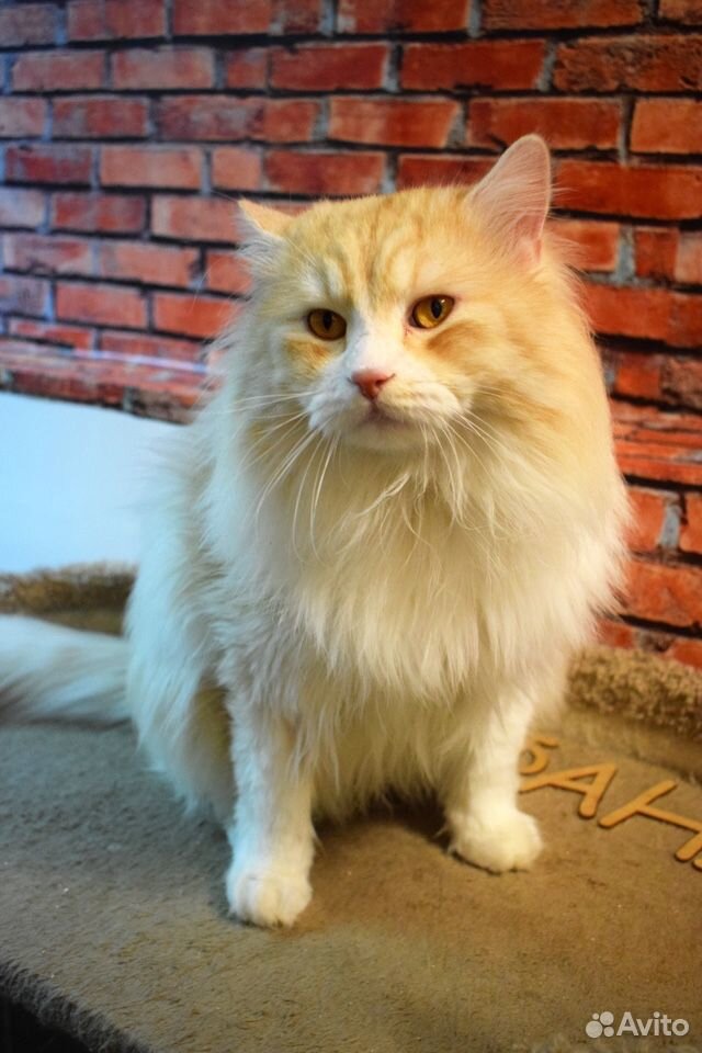 Кот Саймон 1,5 года ищет дом