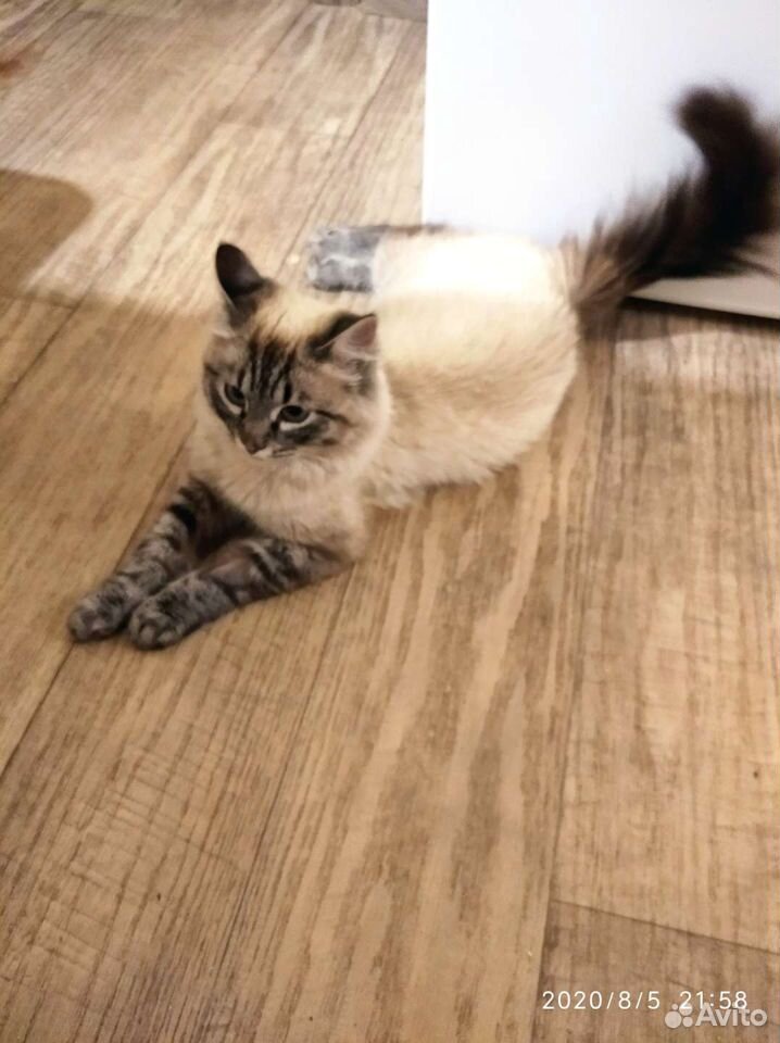 Кот