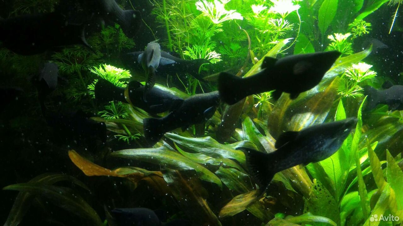 Моллинезия черная