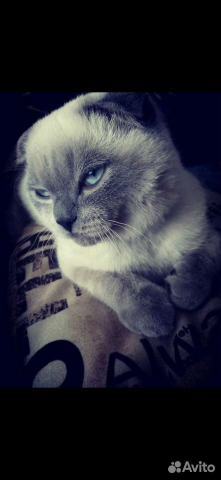 Кошка