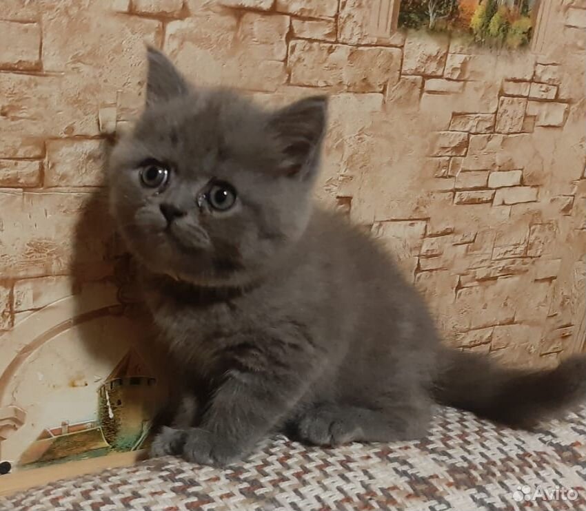 Шотландская