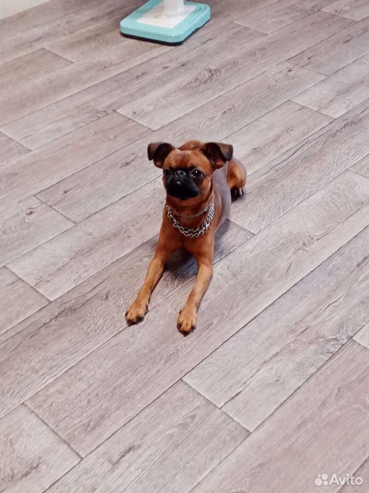 Пти брабансон