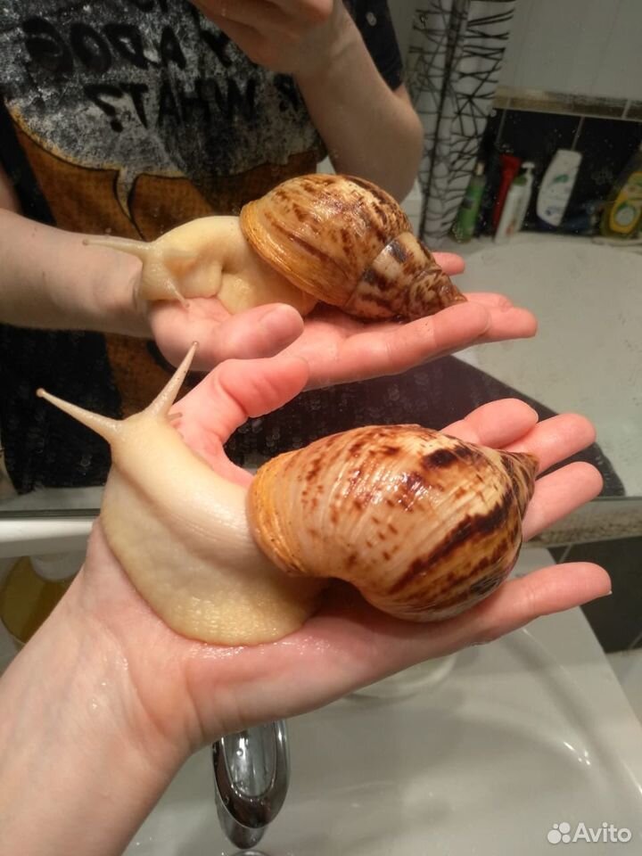 Улитка ахатина в дар