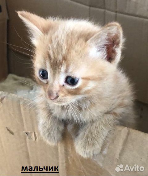 Светло рыжий котенок