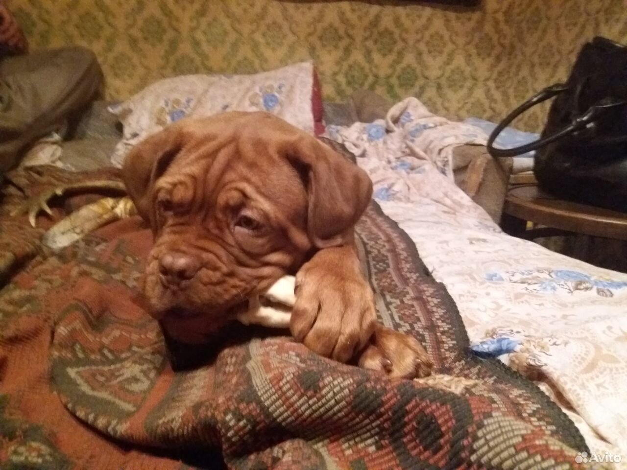 Бордоский дог - девочка