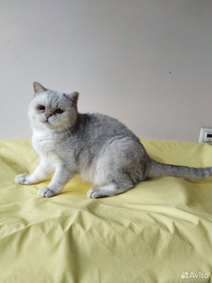 Кошка Рита в добрые руки. Кошка в дар