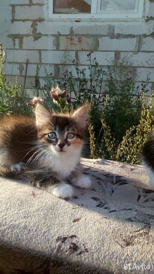 Котёнок Чуча