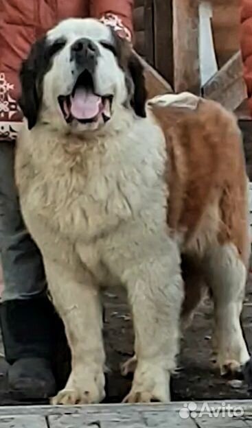 Подросток сенбернара