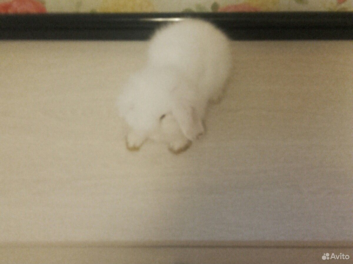 Дикоротивный белый кролик