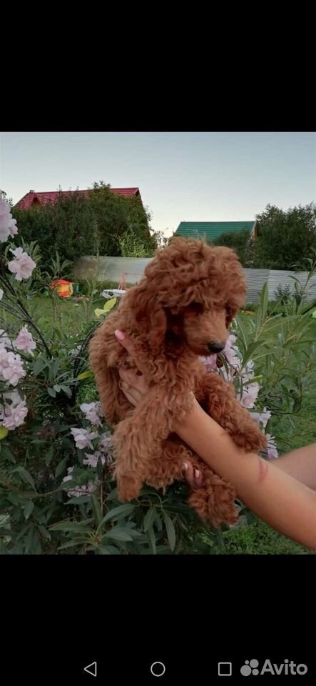 Пудель девочка