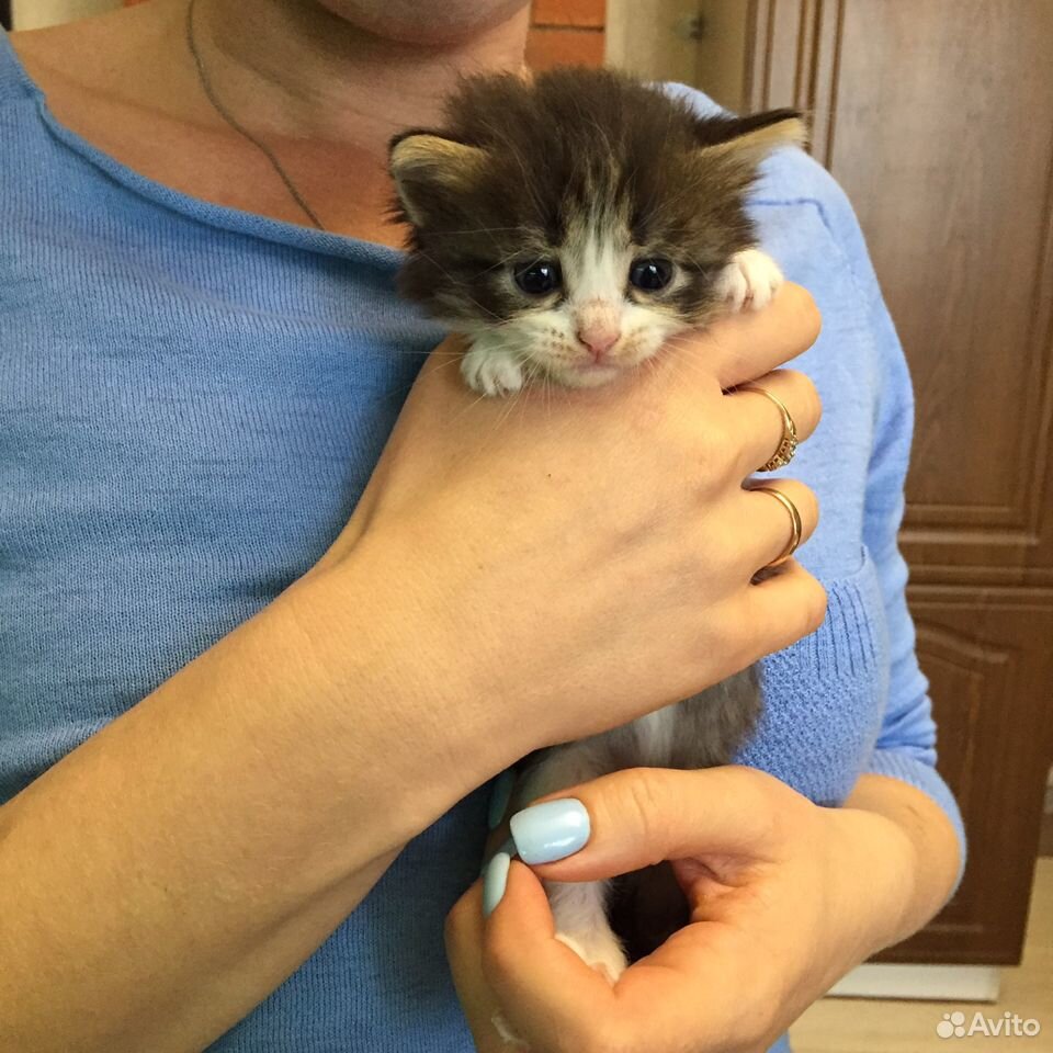 Котята
