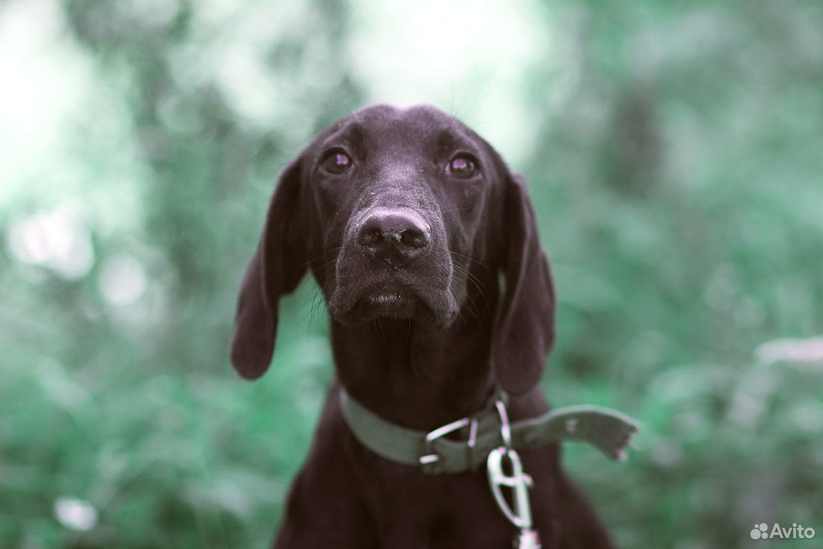 Метис курцхаара в дар