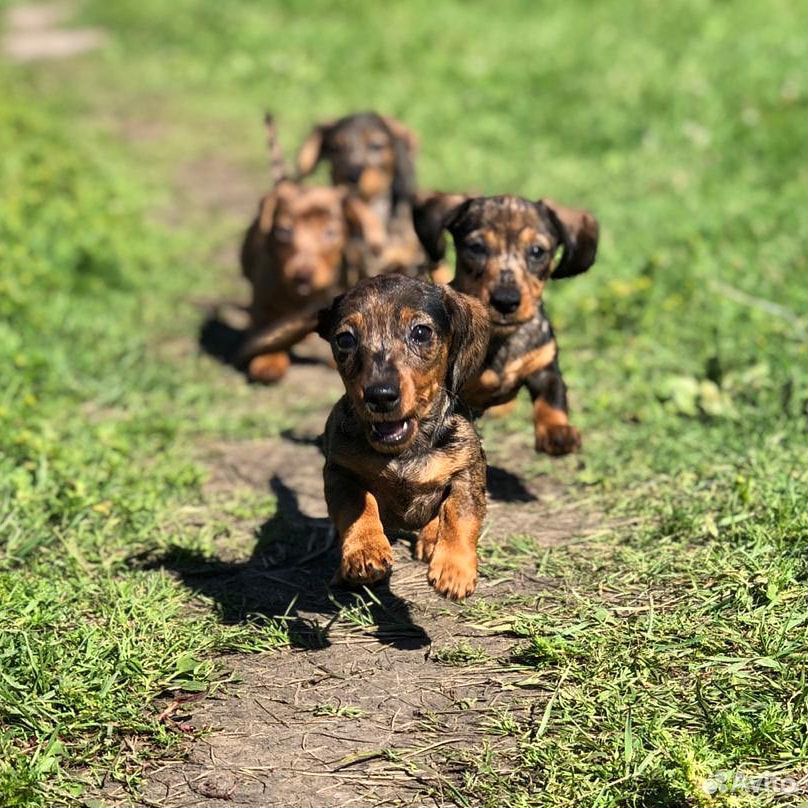 Такса кроличья жш