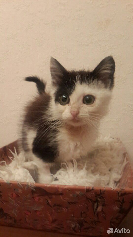 Маленькая девочка по имени Белочка