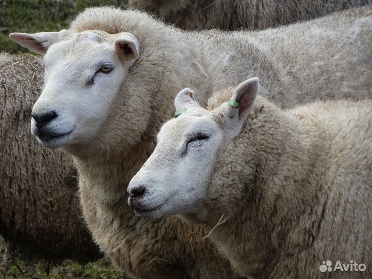 Баран породы тексель