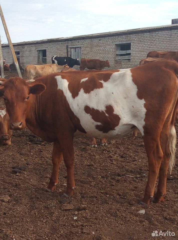 Тёлочка стельная