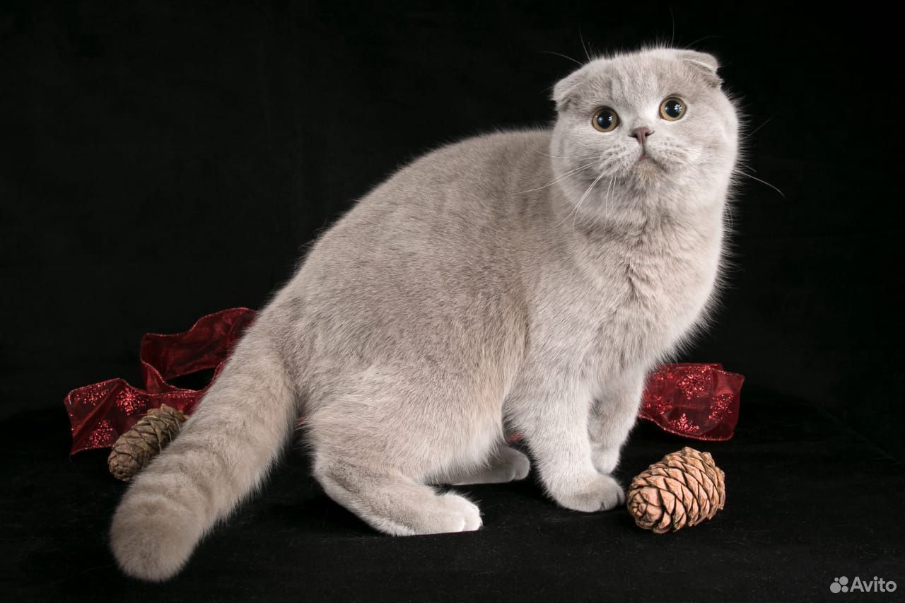 Лиловый красавец. Вязка. Можем привезти