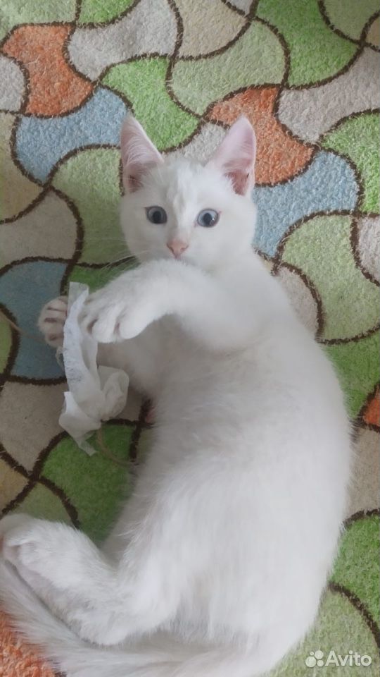 Белый котенок