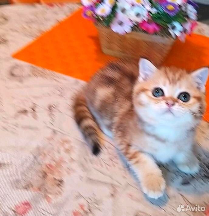 Очаровательные Котята Шотландцы, золотой мрамор