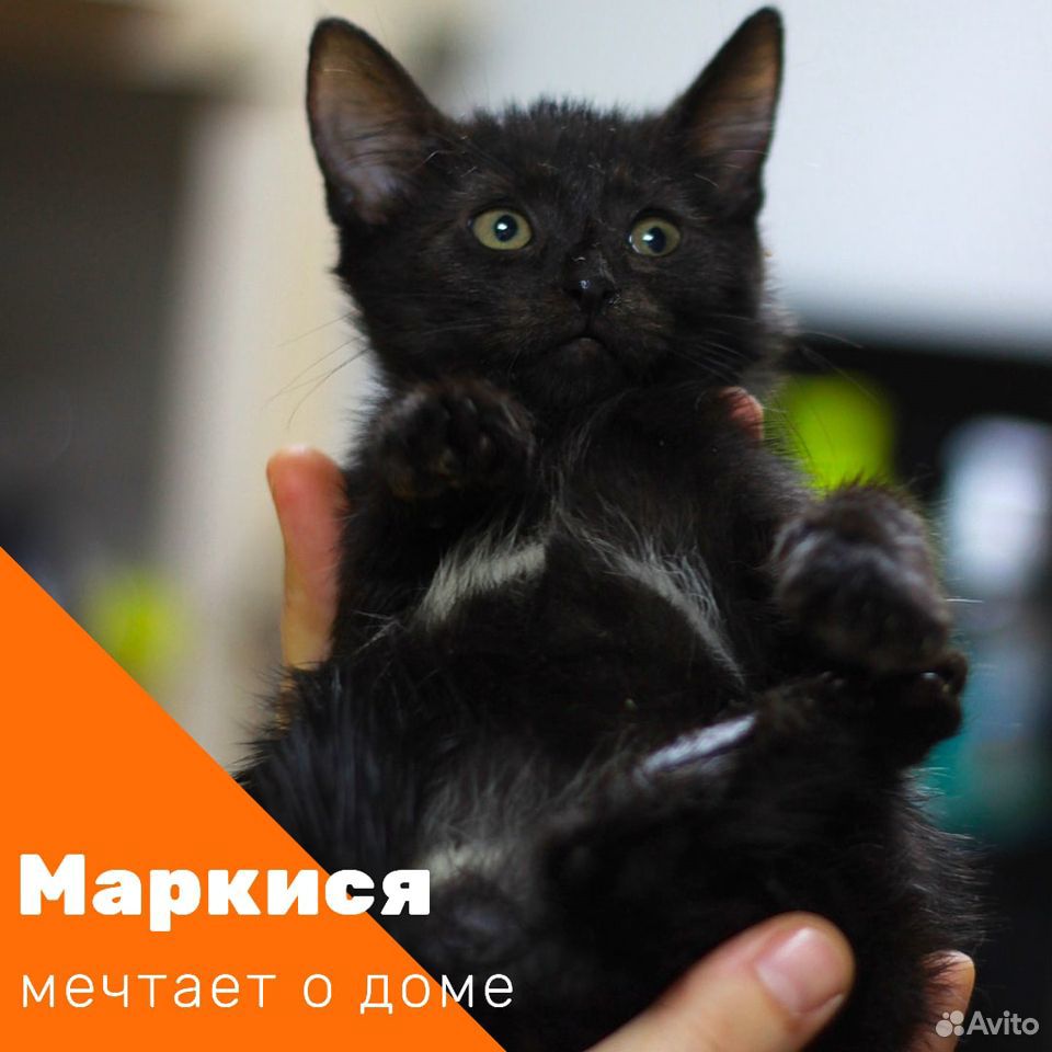 Маркися, котенок, девочка, 2 мес