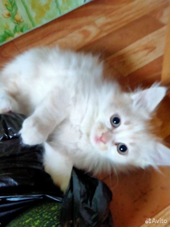 Няшка-милашка :3