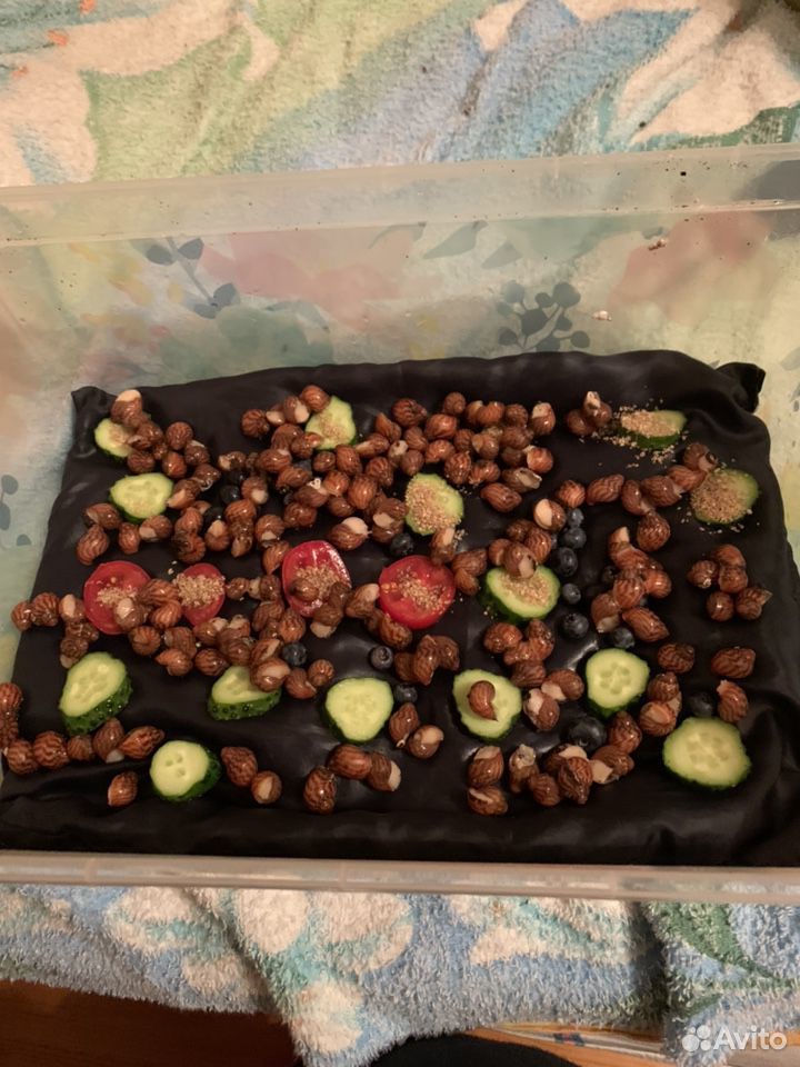 Улитки ахатины, тигр алибиносы