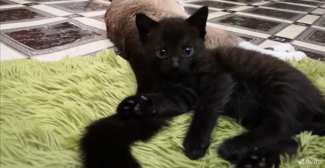 Котятки шоколадки