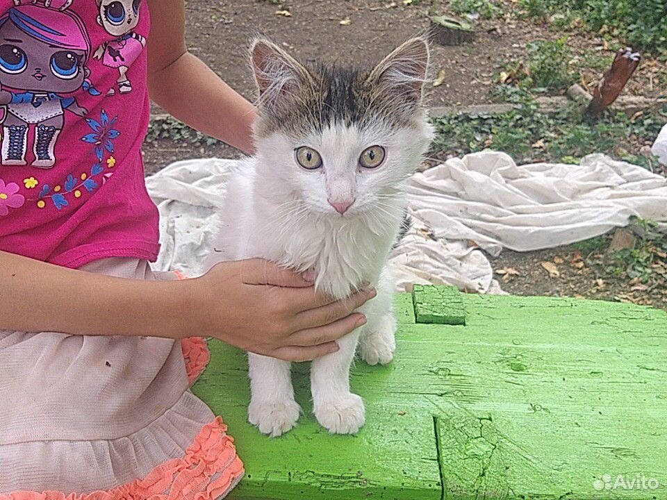 Отдам бесплатно троих замечательных котят