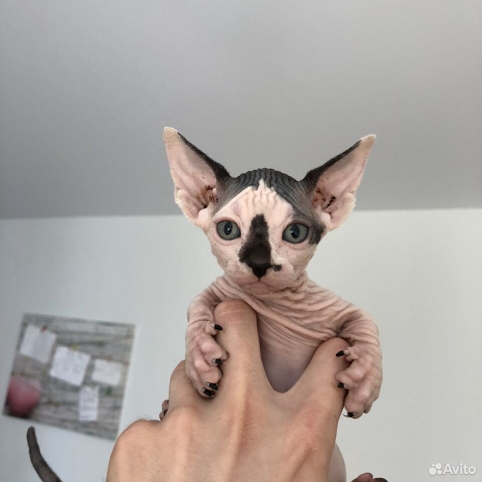 Бамбино котята