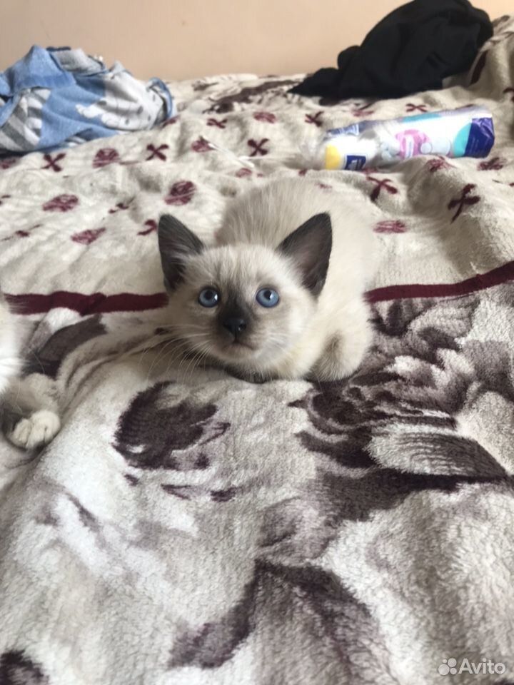 Тайский котёнок